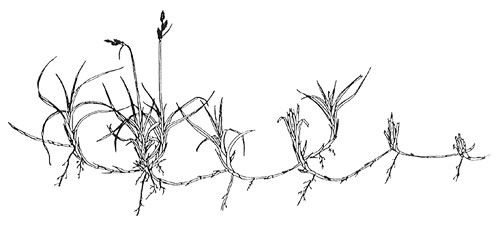 Clonal growth and longevity in alpine plants